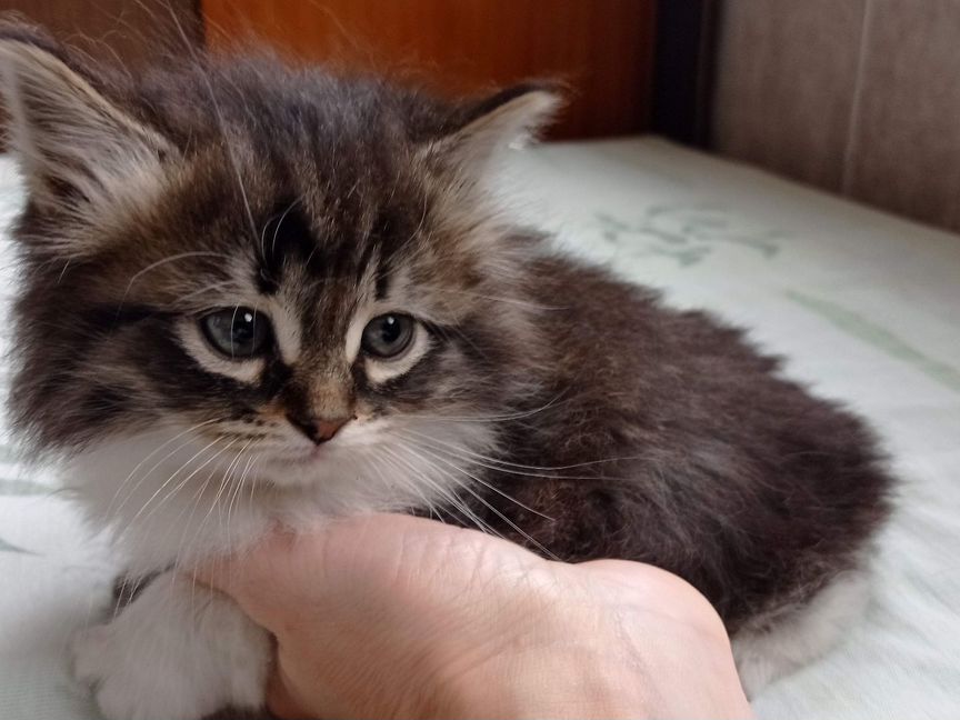 Котёнок девочка малышка в добрые руки