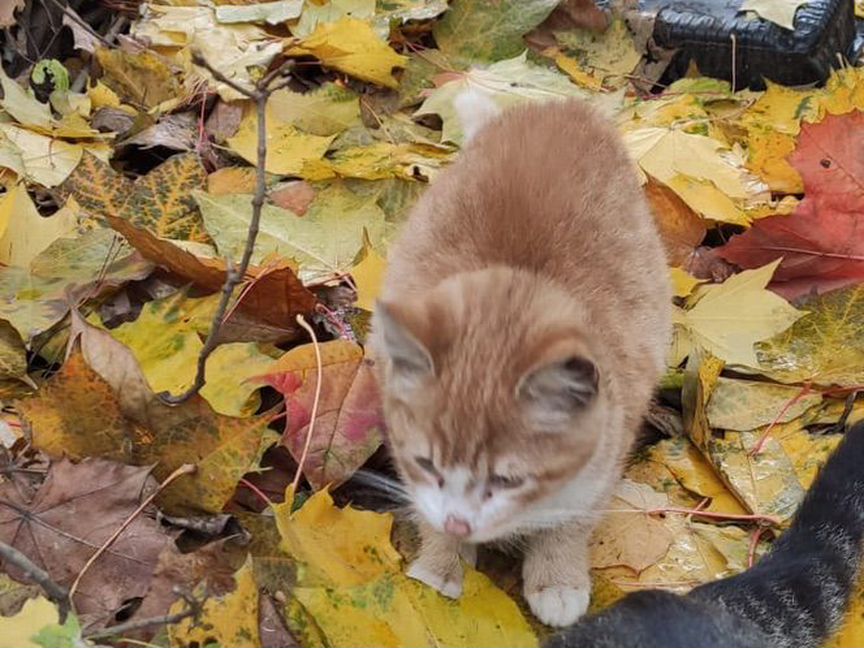 Домашние котята замерзают на улице