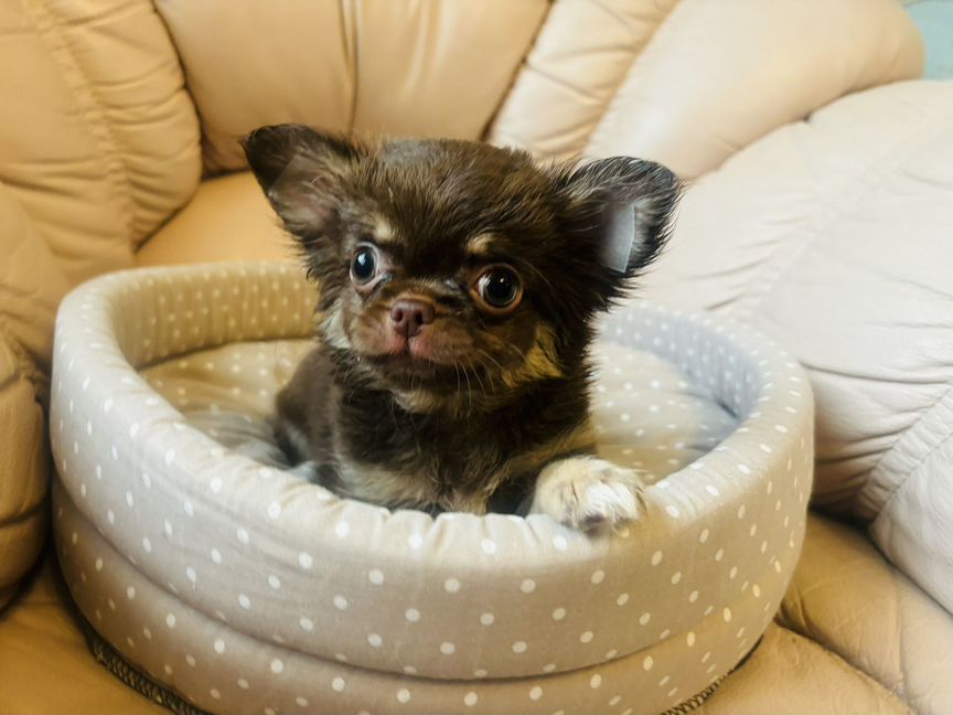 Шоколадная будочка