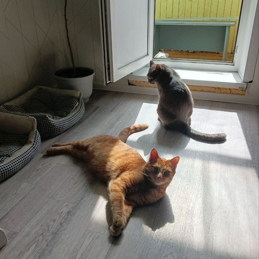 Кот и кошка