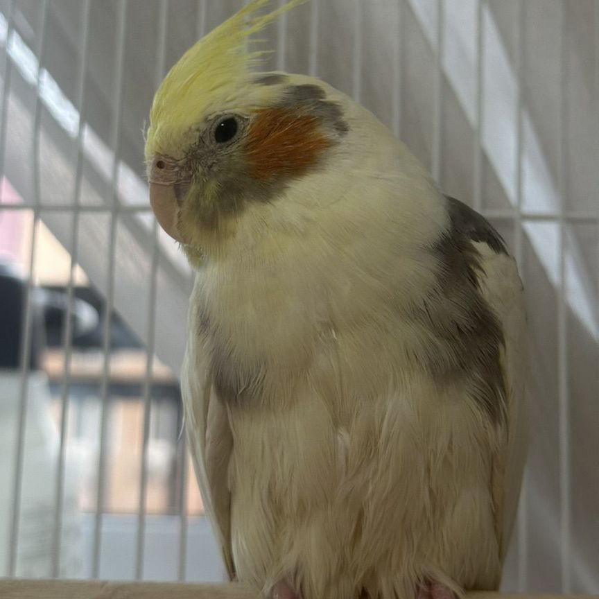 Попугай Корлла