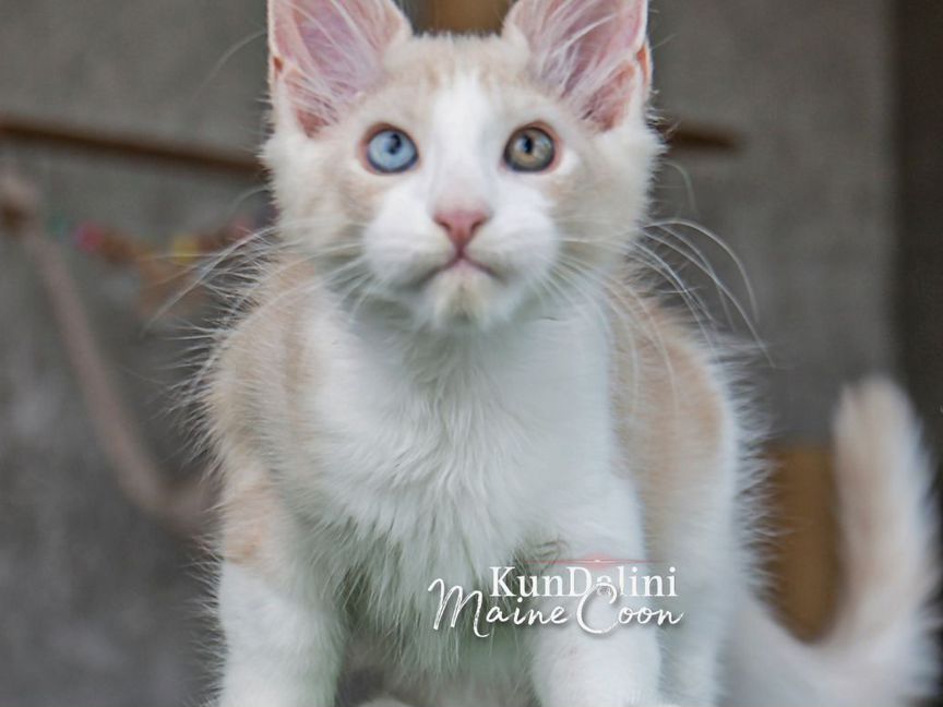 Мейн-кун разноглазый мальчик