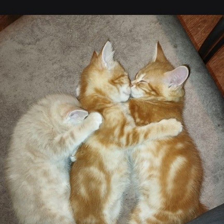 Котята в добрые руки бесплатно