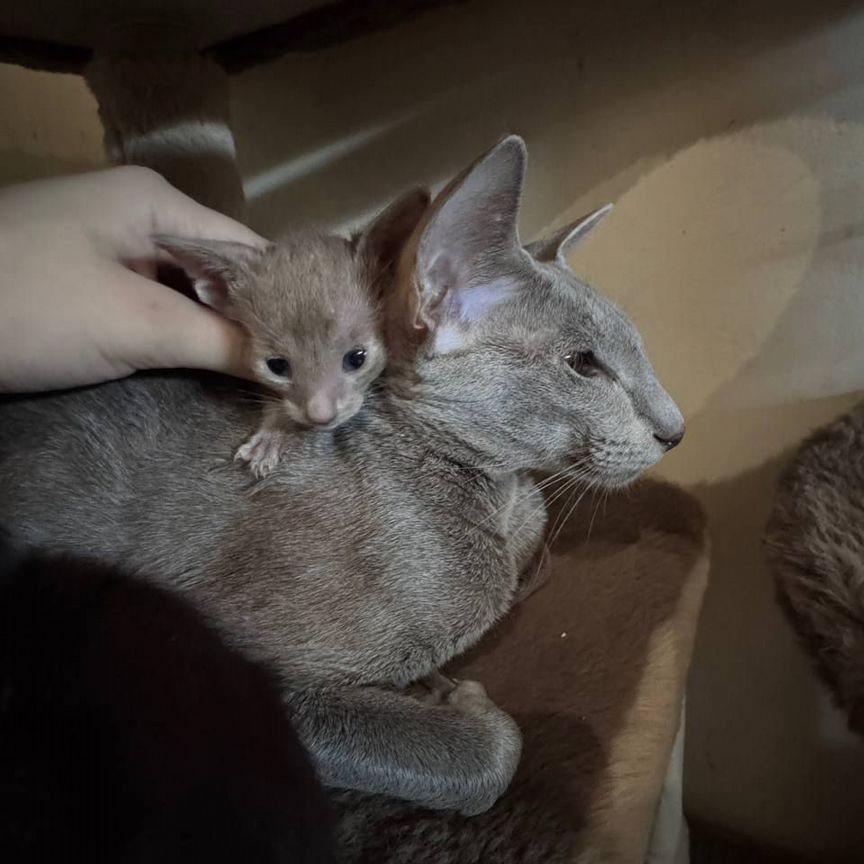Ориентальный котёнок