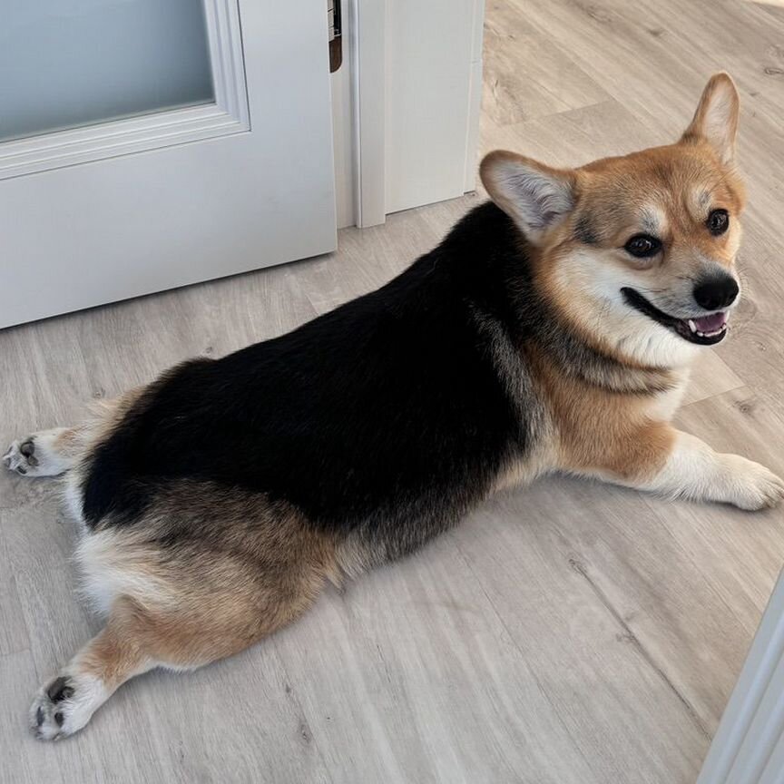 Самец корги для вязки