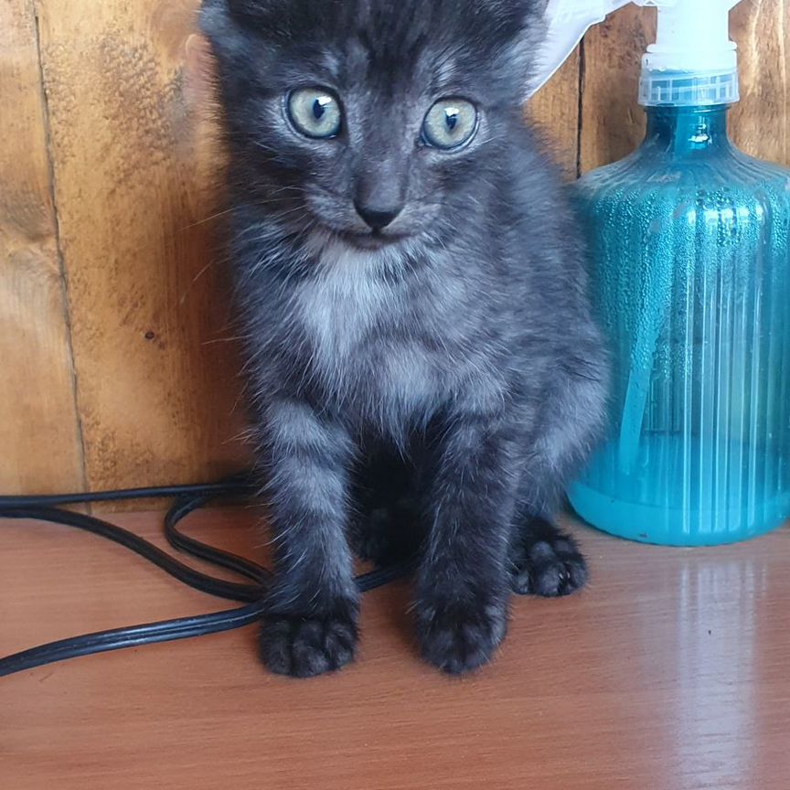 Отдам котенка в добрые руки черный мальчик