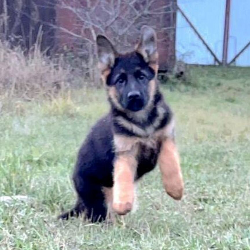 Немецкая овчарка