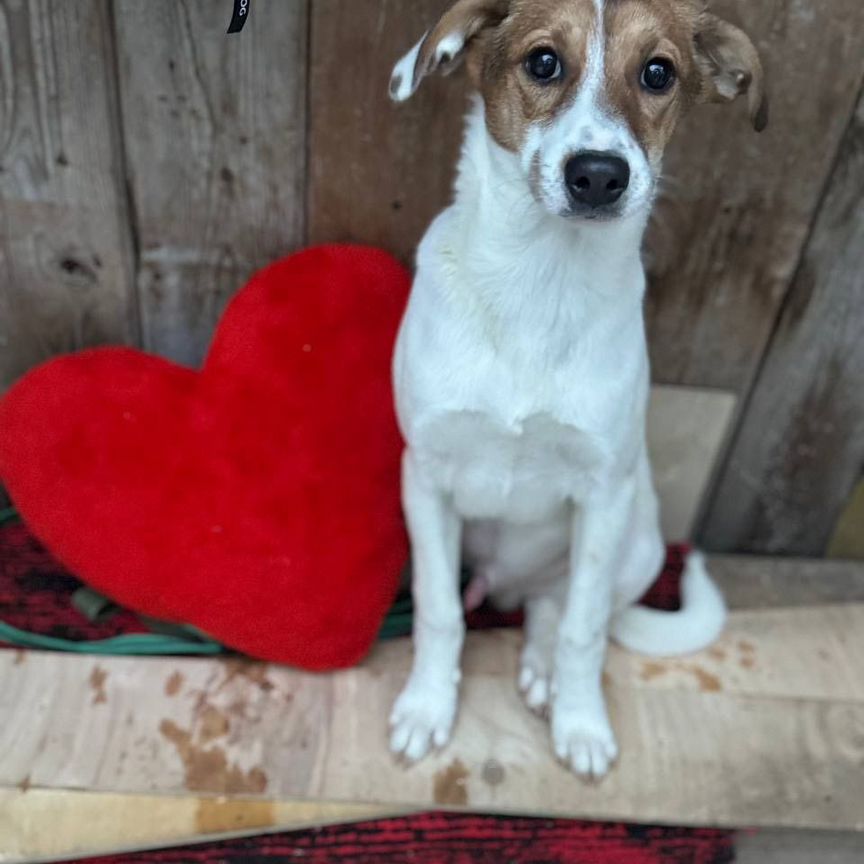 Щенок в добрые руки