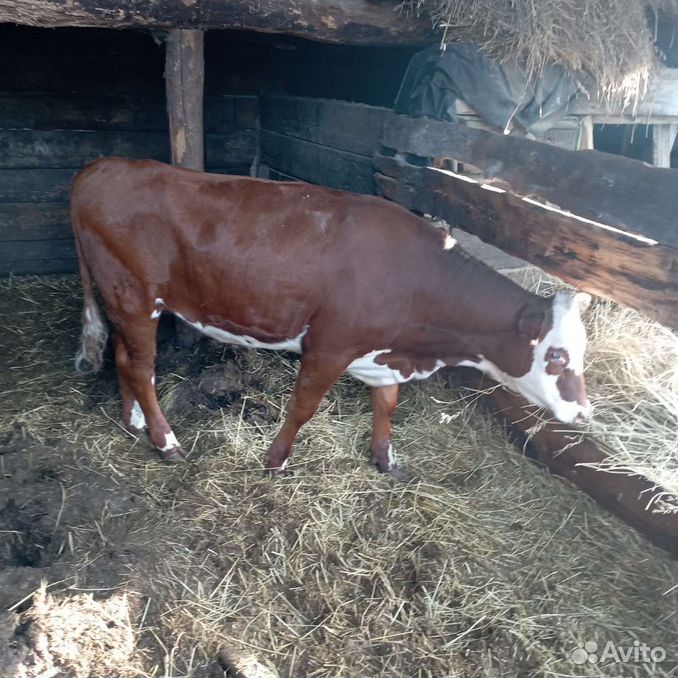 Телка 9 месяцев порода герейфорд продается
