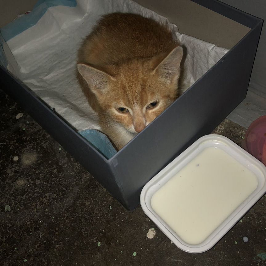 Котята в добрые руки