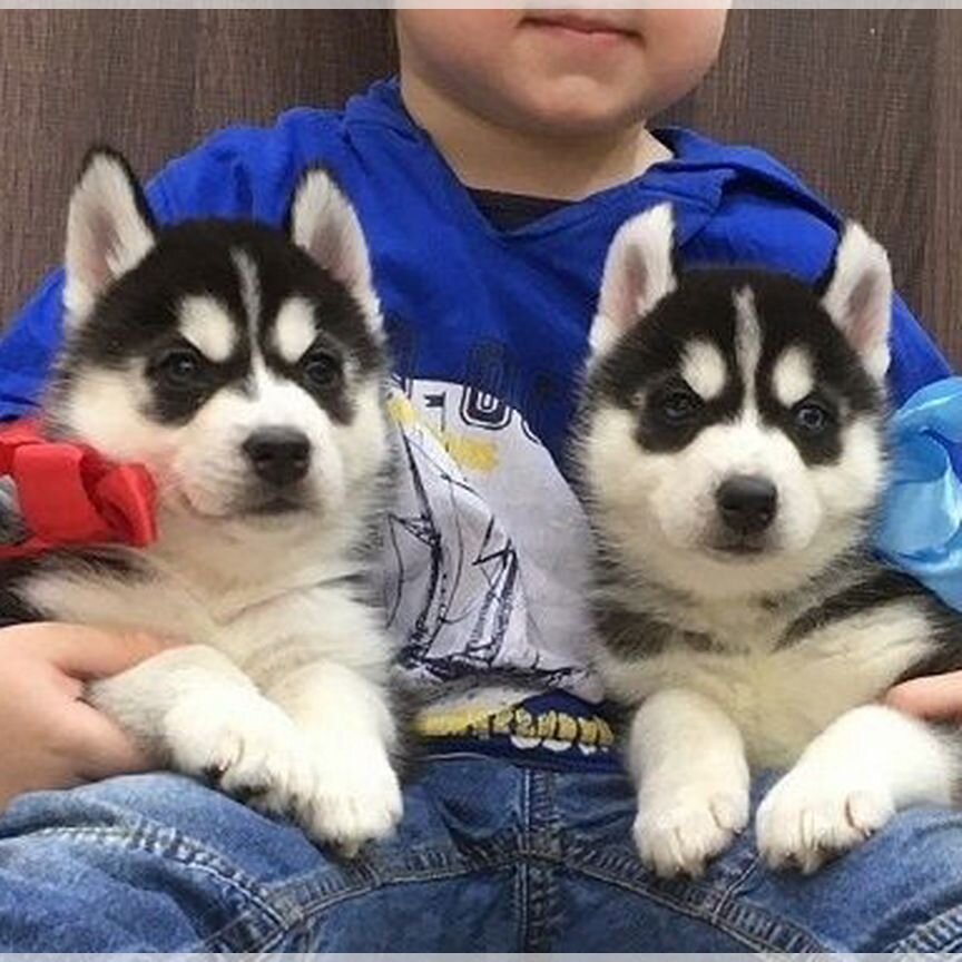 Красавчики детки хаски