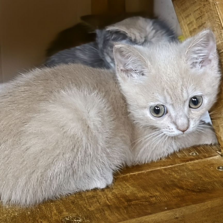 Британский короткошёрстный котёнок