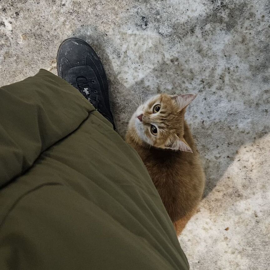 Котик маленький в добрые руки