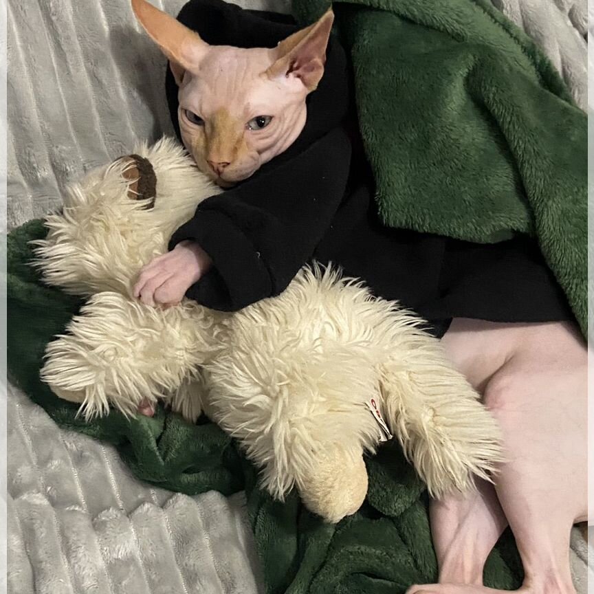 Канадский сфинкс, взрослый кот