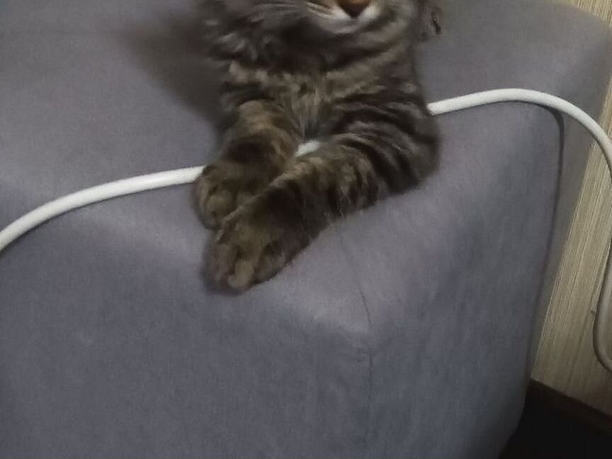 Котёнок, ласковый, к горшку приучен, привит