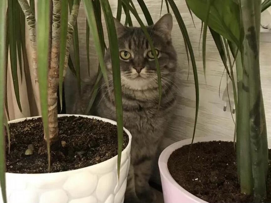 Кошеа в добрые руки