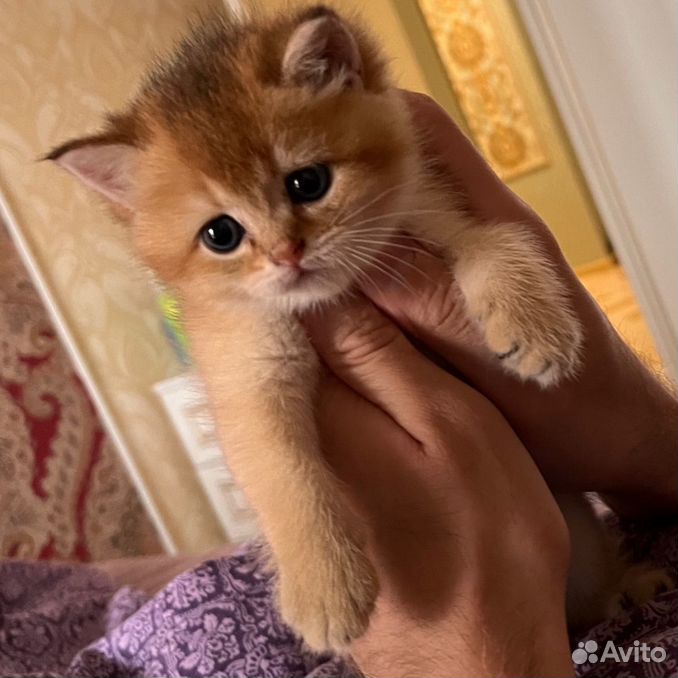 Котенок кот британская золотая шиншилла