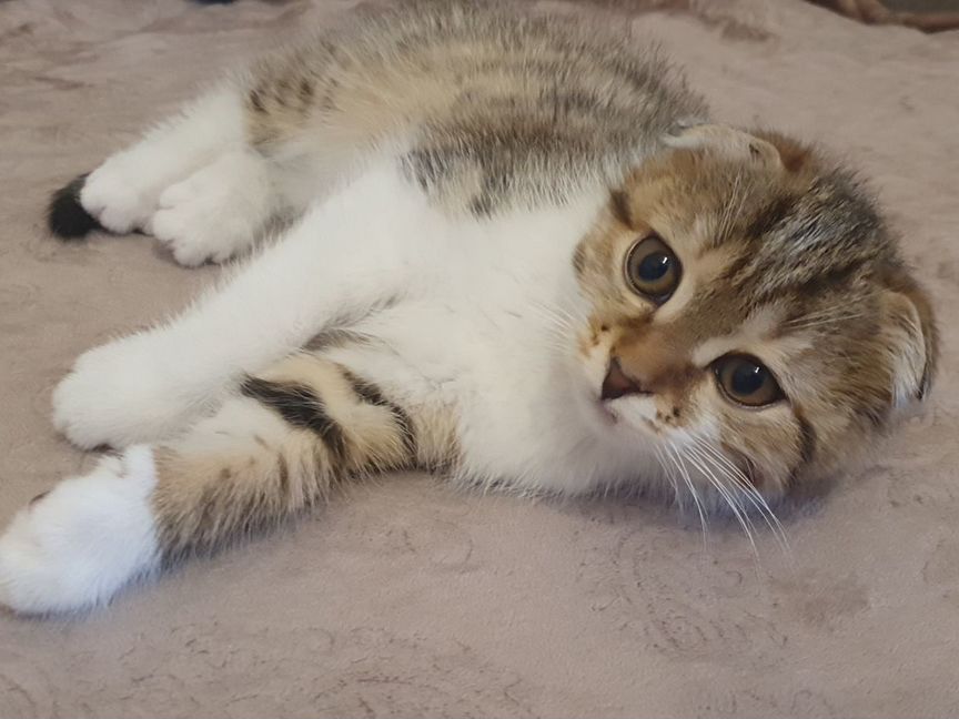 Котенок в добрые руки Москва