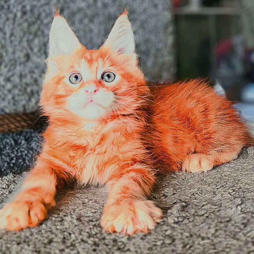 Мейн-кун котёнка котик