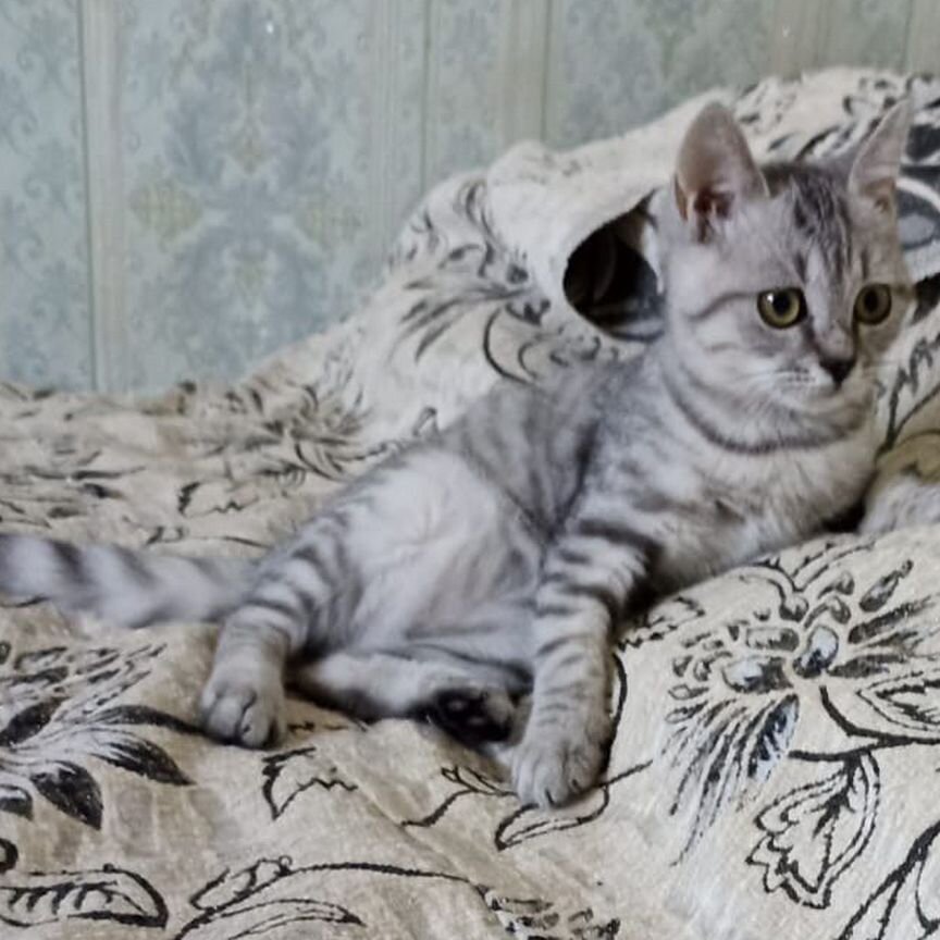 Кошечка красавица в добрые руки