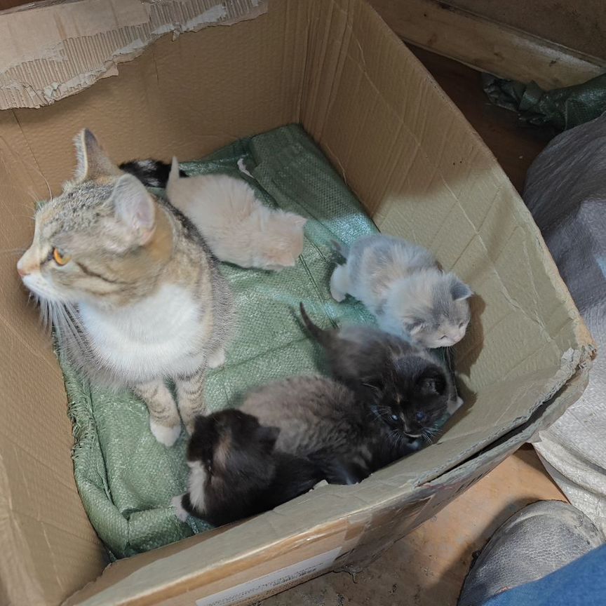 Котята в добрые руки бесплатно маленькие