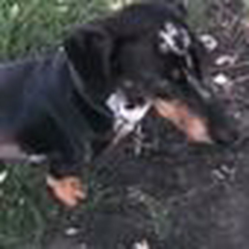 Вязка собак