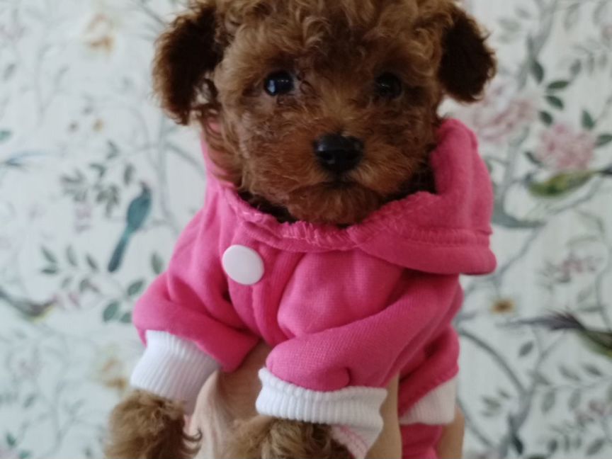 Продаются милые щенки Той-Пуделя