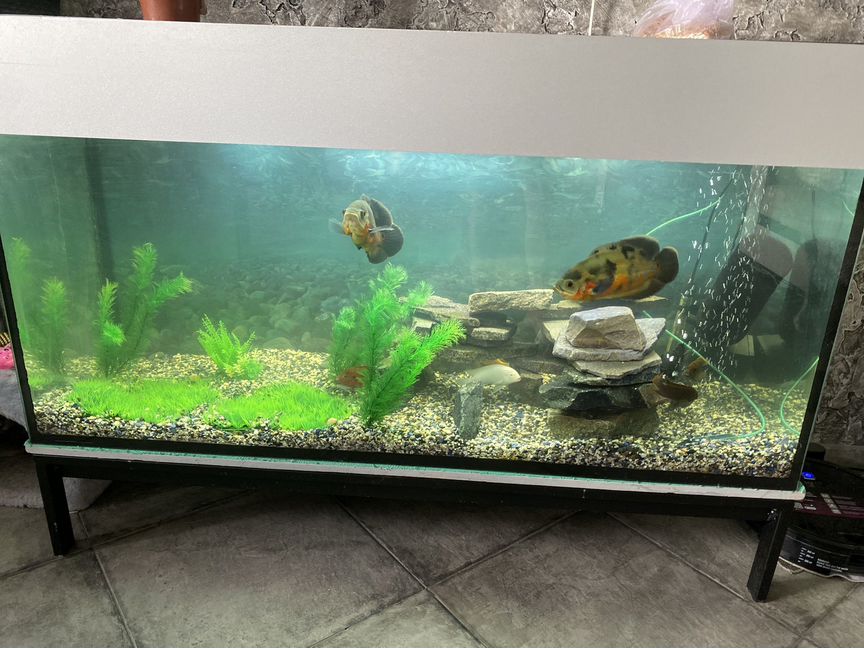 Аквариум с рыбками