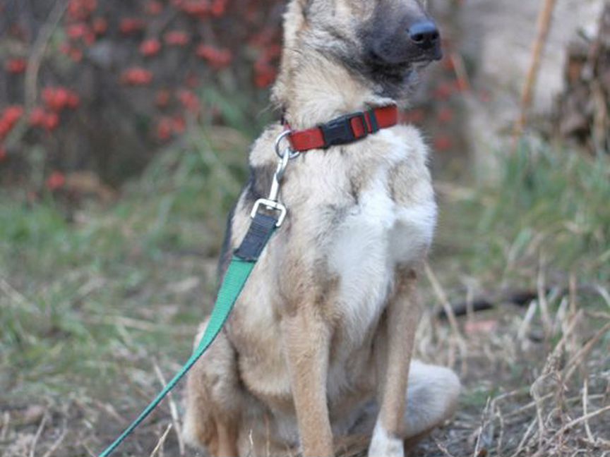 В добрые руки щенок