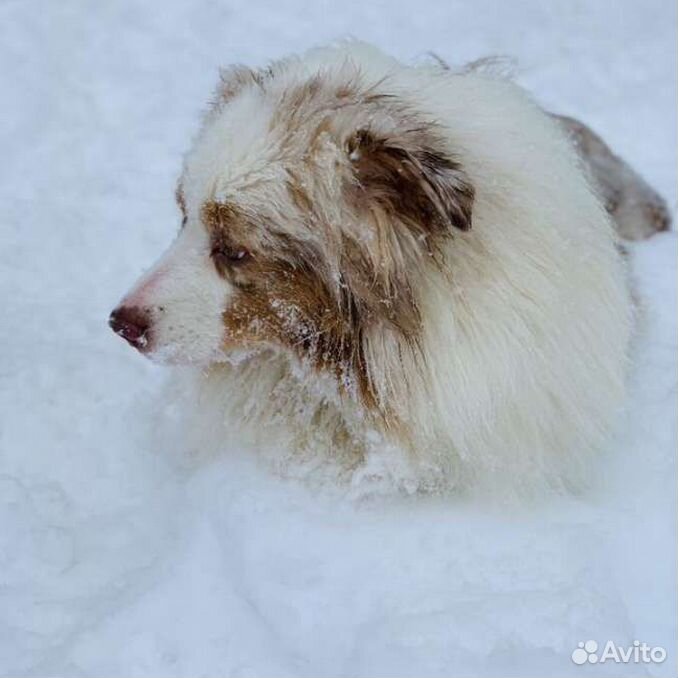 Щенки аусси австралийской овчарки продаются