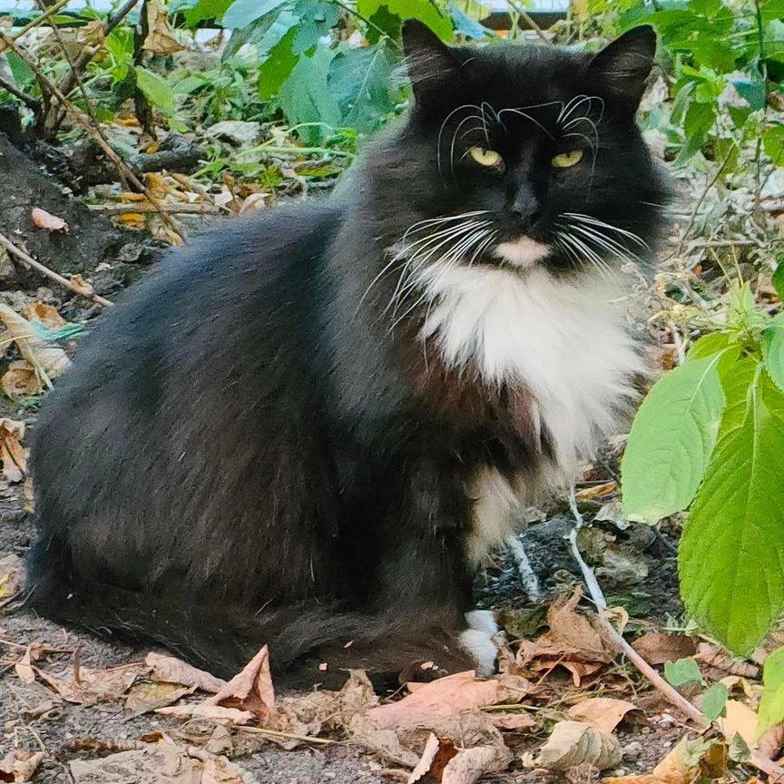 Роскошный кот на улице