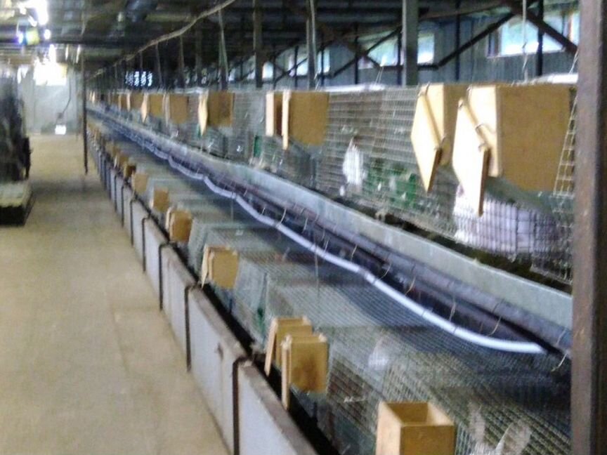 Клетки для кроликов