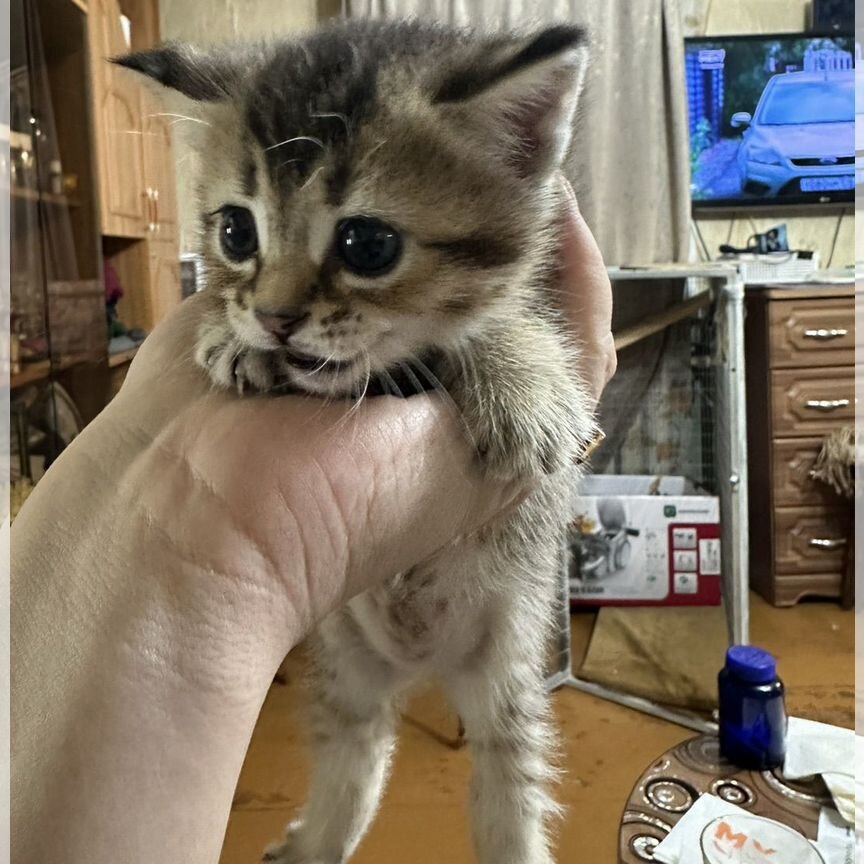 Шотландские котята