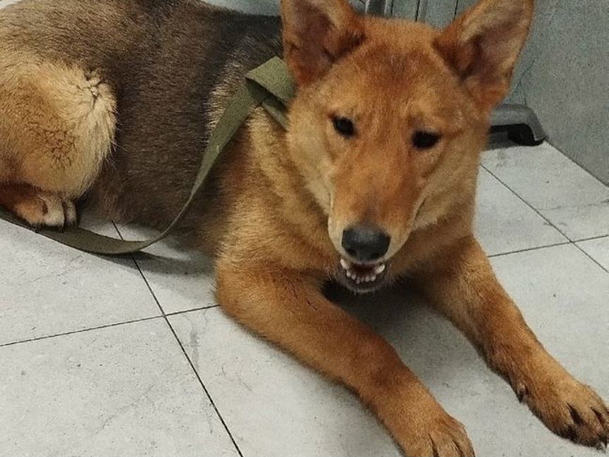 Отдам в добрые руки собаку Римма