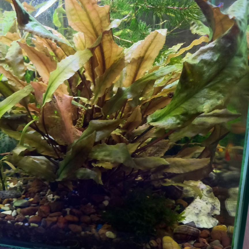 Растения для аквариума