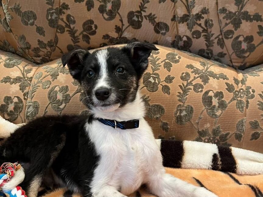 Щенок в добрые руки