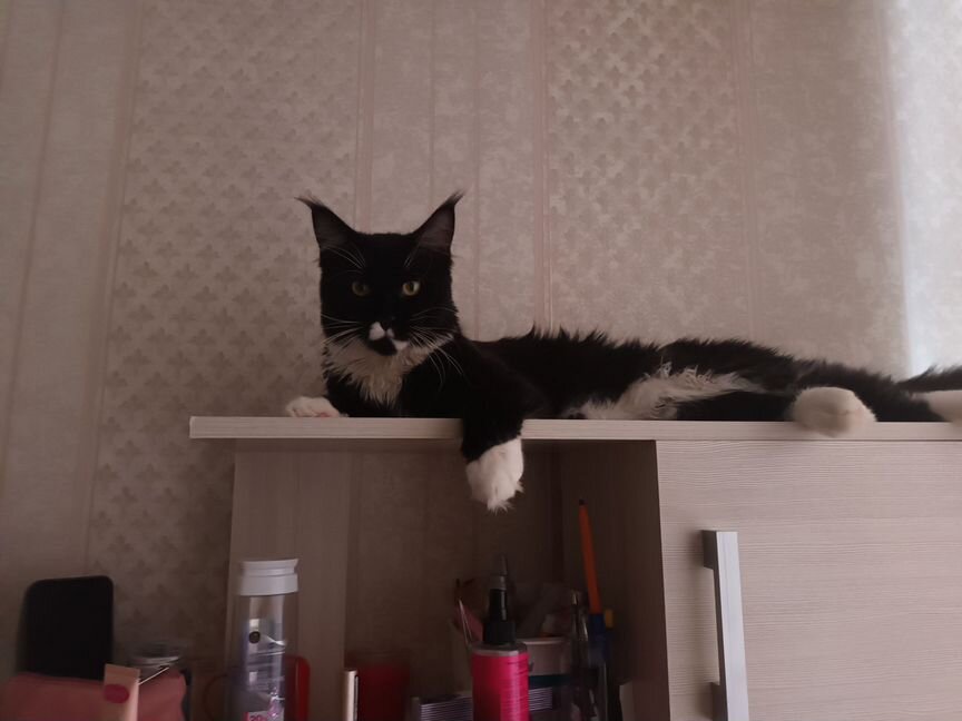 Кот мейн-кун вязка