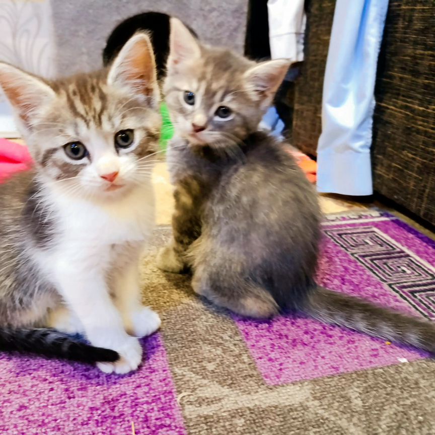 Отдам в добрые руки