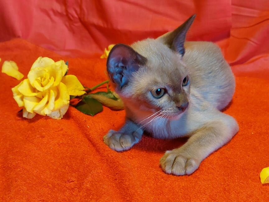 Бурманские котята шоколад