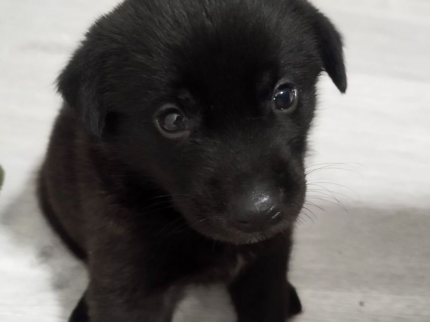 Щенок лабрадора черные