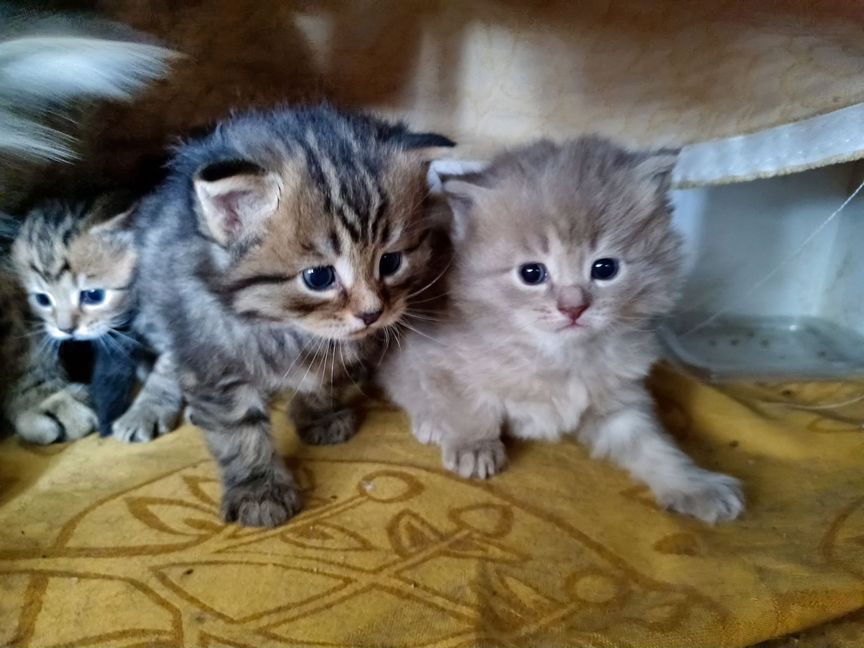 Котята 1 месяц