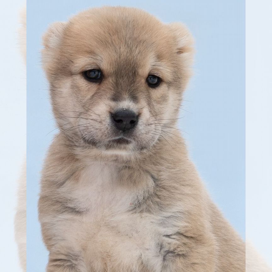 Среднеазиатская овчарка, щенок