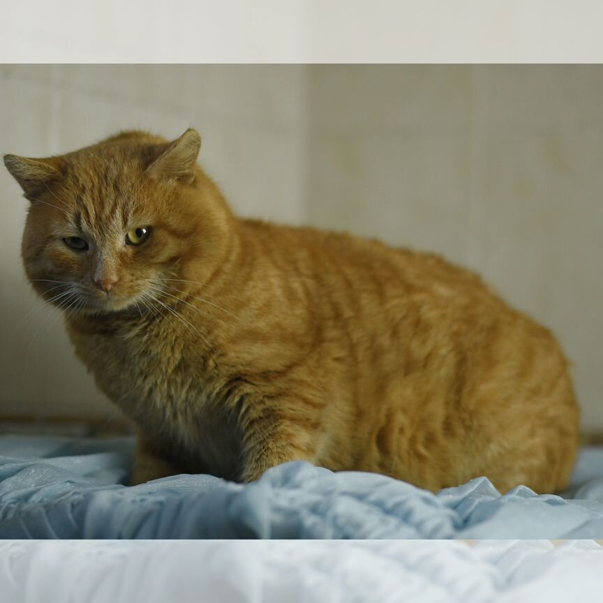 Рыжий кот в добрые руки