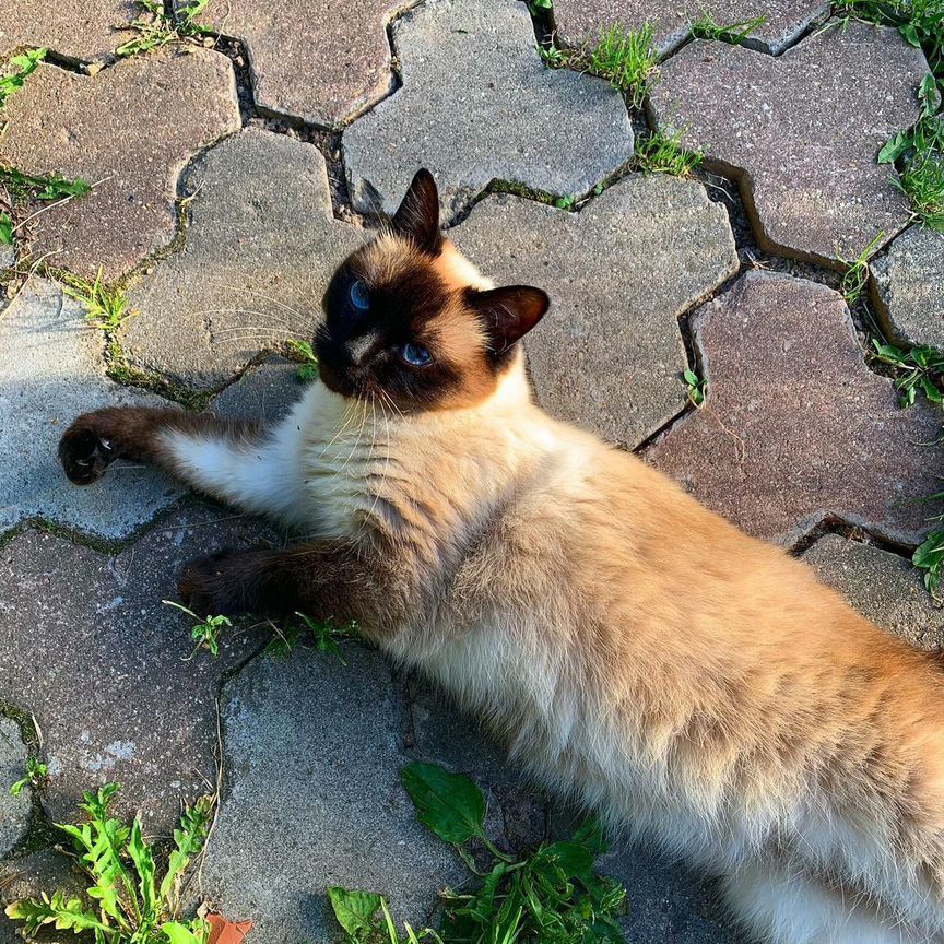 Сиамская кошка (12 лет) в добрые руки