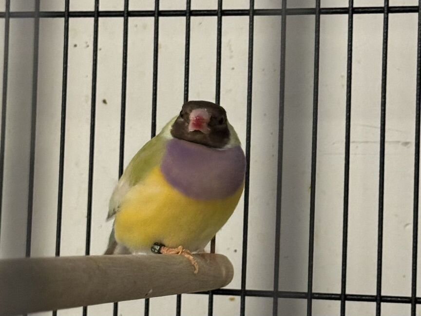 Амадины гульда