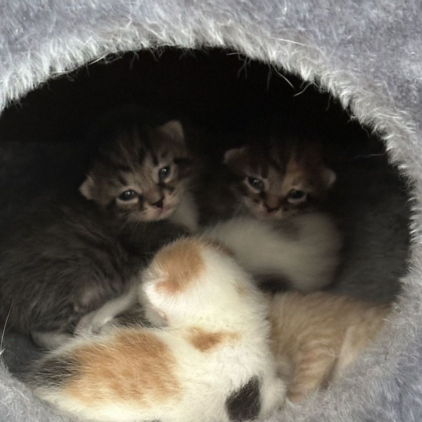 Котята в добрые руки