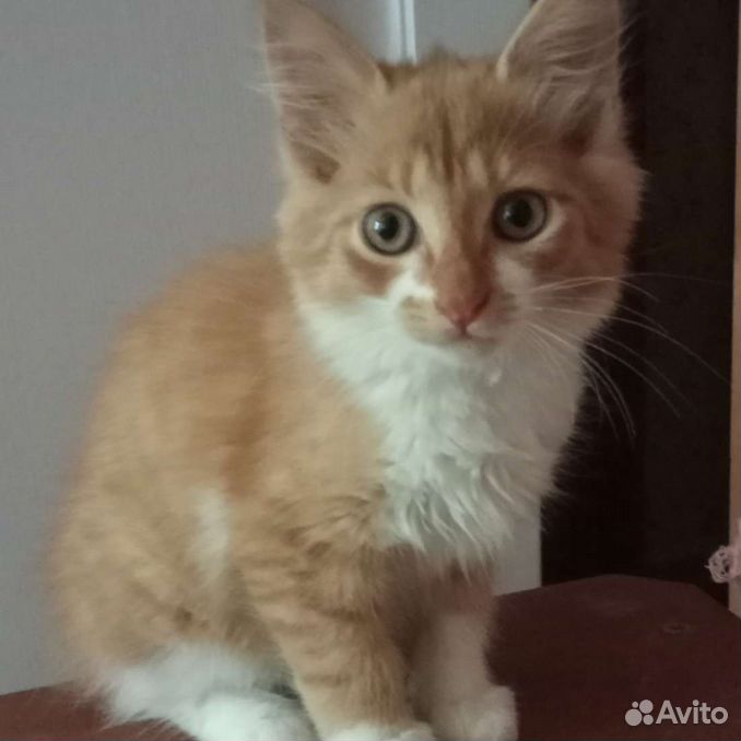 Котенок кошка рыжая отдам