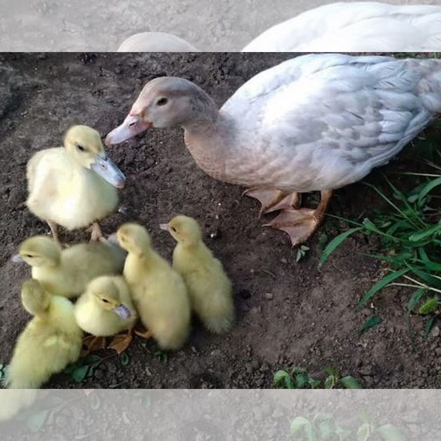 Индоутята тяжелой линии лаванда