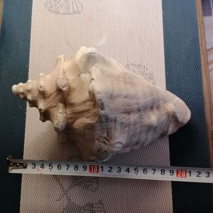 Ракушка морская большая