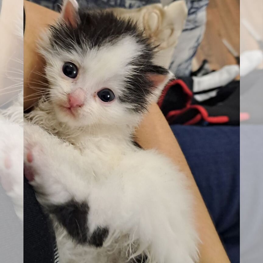 Котёнок от частного владельца